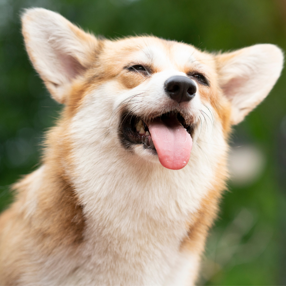 PET NMN Longevity Chews for Dogs – Renue By Science